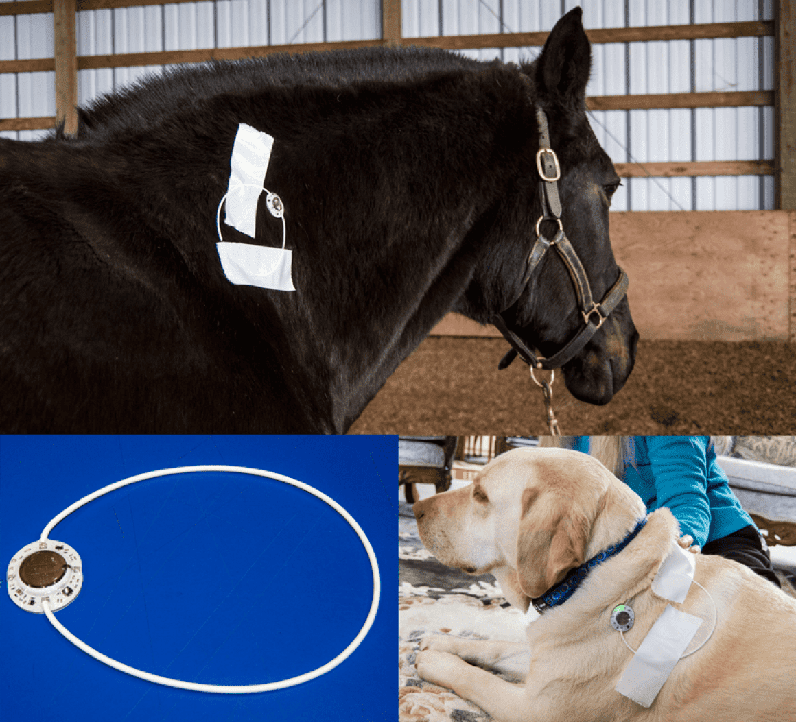 PEMF Ring: Set of 4 (PEMF-R-4) – Matrix Therapy Products